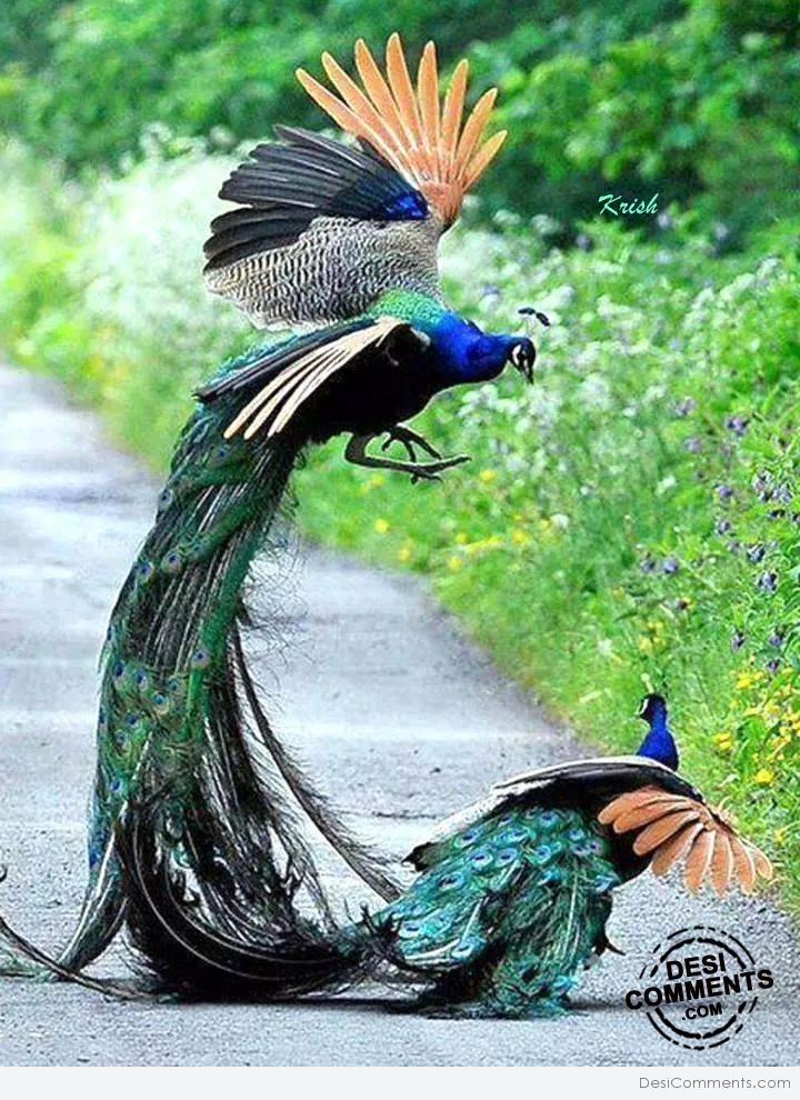 National Bird Peacock Essay In Marathi Language