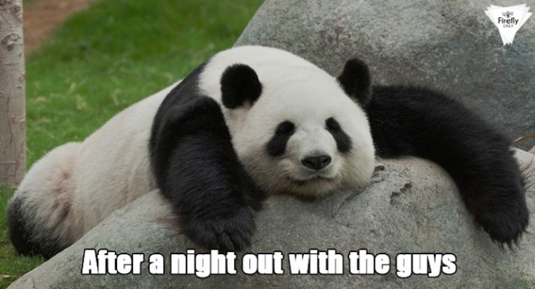 75 Mad Panda Memes - Funny Pictures – DesiComments.com