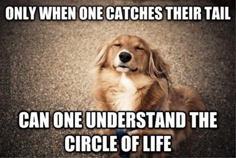 97 Best Life Memes For You - Funny Pictures – DesiComments.com