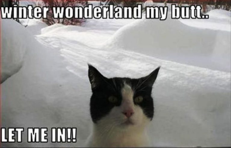 87 Windy Winter Memes - Funny Pictures – DesiComments.com