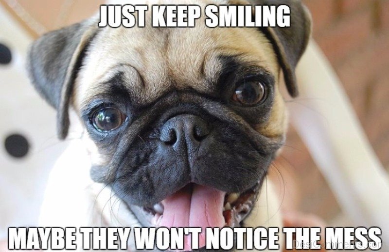 85 Superb Pug Memes - Funny Pictures – DesiComments.com