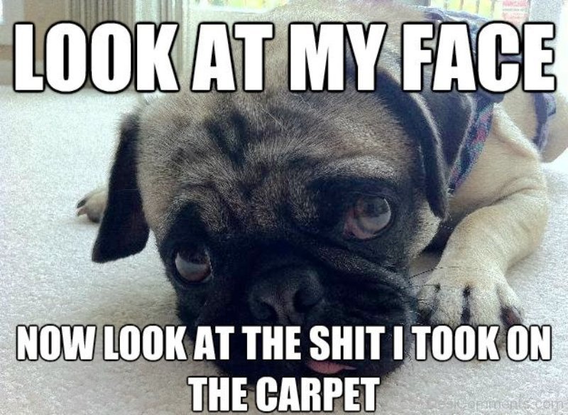 85 Superb Pug Memes - Funny Pictures – DesiComments.com