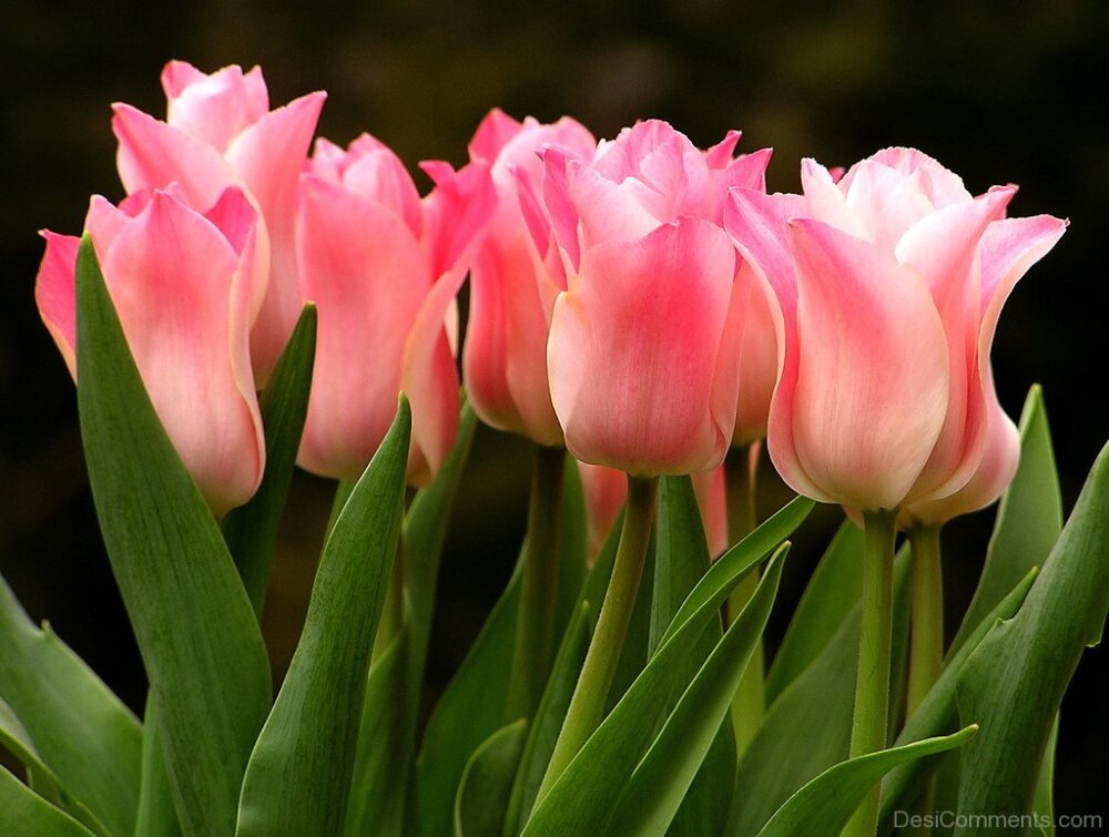 Tulip Image Desi Comments